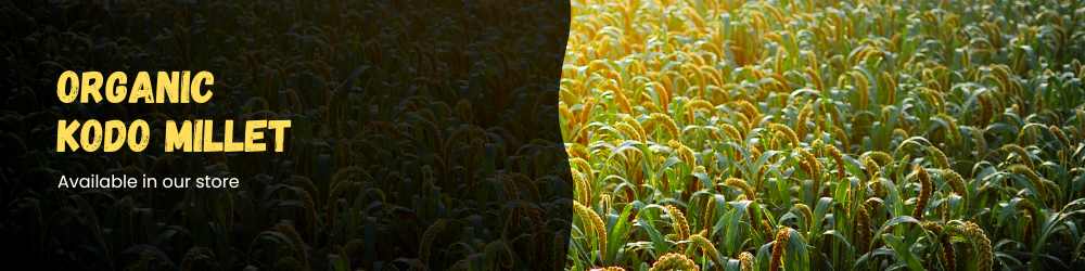Kodo Millet Benefits, Nutrition, Health Benefits | The Pickls | The Pickls